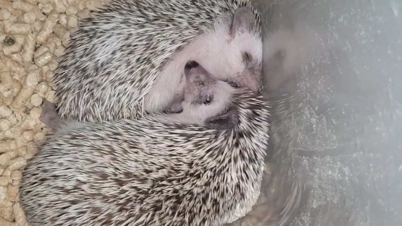 Hedgehog Couple - YouTube