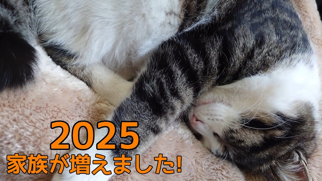 2025年のおもいで - YouTube