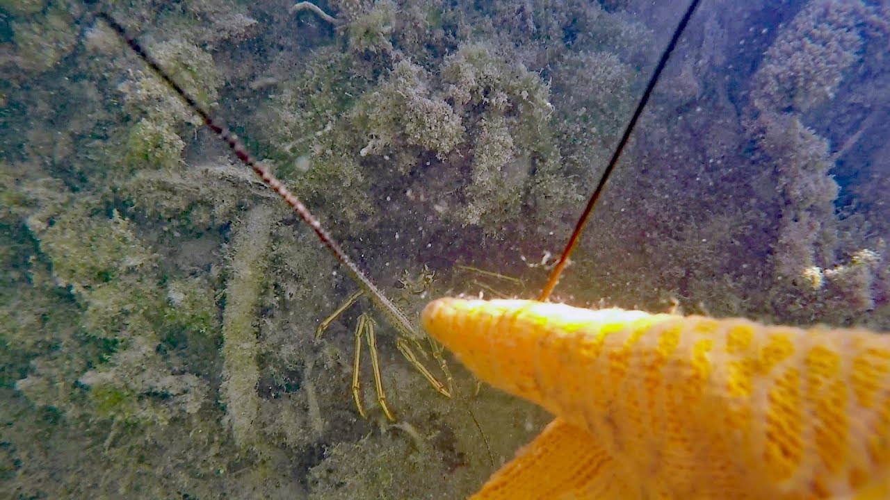 Florida Keys Lobster Season Wrap-Up 2018/19 - YouTube