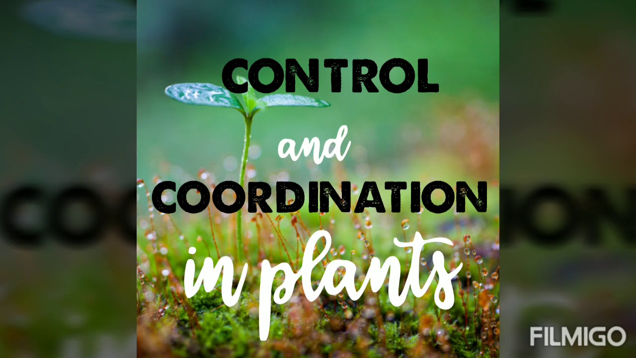 control and coordination in plants class10 | plant hormones class10 | # ...