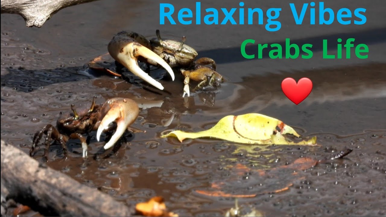 Relaxing Vibes PR Crabs Lifes in 4k - YouTube