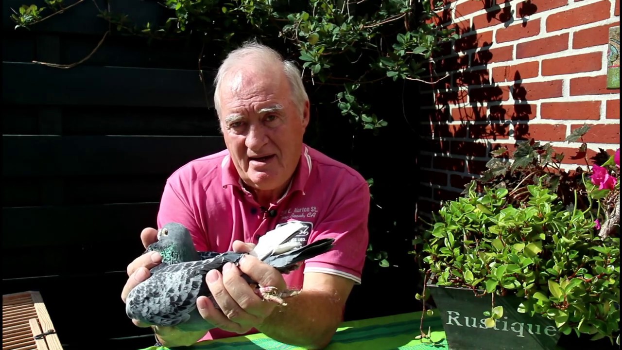 JAN AARDEN PIGEONS - YouTube