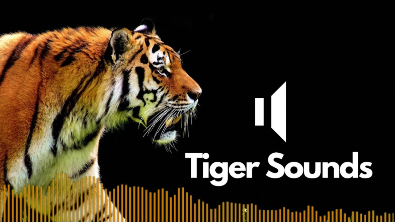 Tiger Sound Effects (Roar) | No Copyright - YouTube