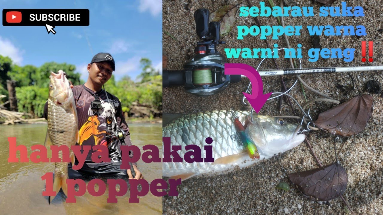 MISI BERJAYA‼️ strike sebarau/hampala menggunakan popper warna warni ...