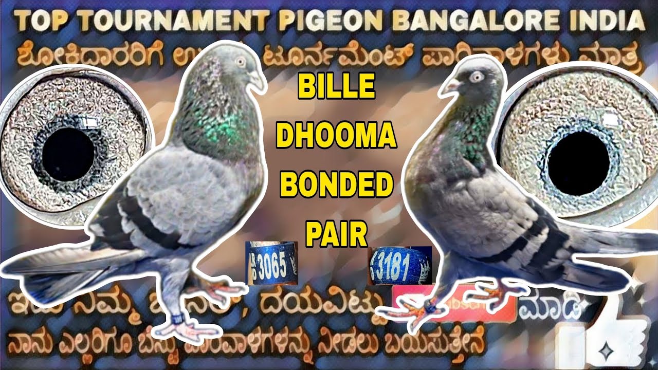 💥🔥BILLE💥🔥DHOOMA💥🔥BONDED 💥🔥PAIR 💥🔥8000RS 💥🔥 - YouTube