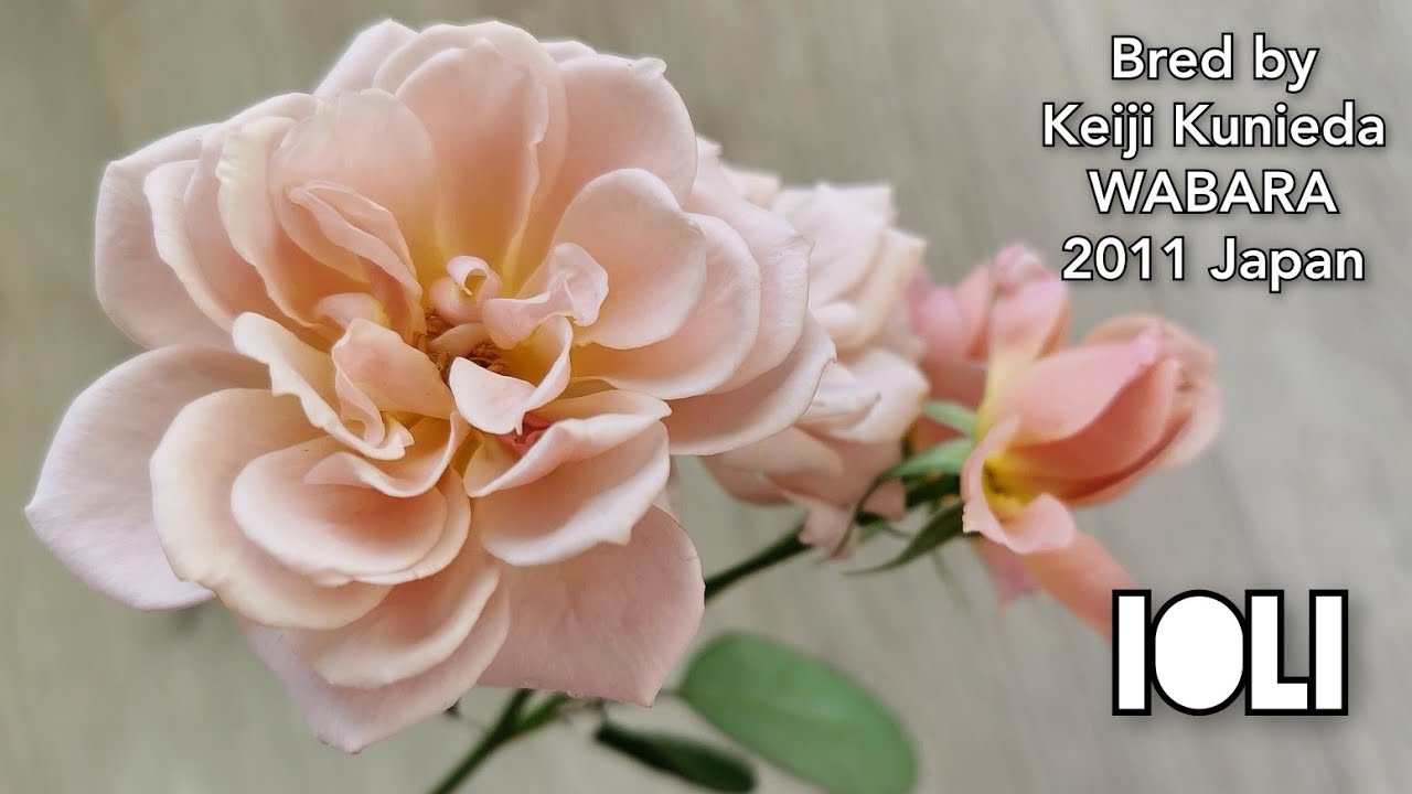 IOLI ROSE plant by WABARA Rose Farm Keiji Japan 和バラ いおり ローズファームケイジ ...