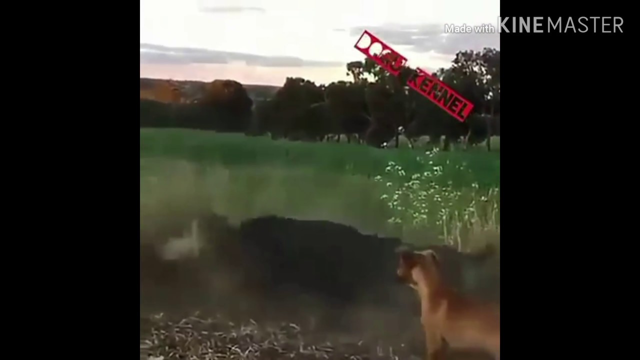 WİLD BOAR VS TURKİSH DOG!! (Yaban domuzuna karşı Türk Köpeği!) (EURO ...