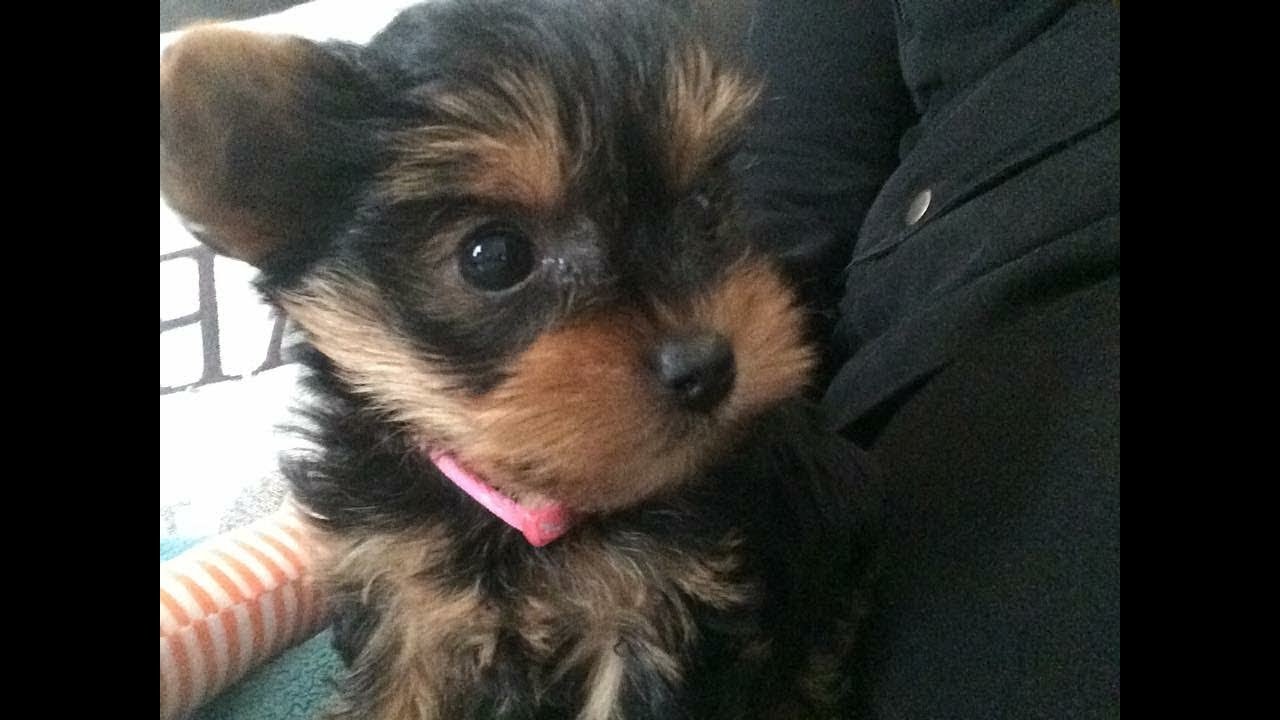 Our new Yorkie puppy - YouTube