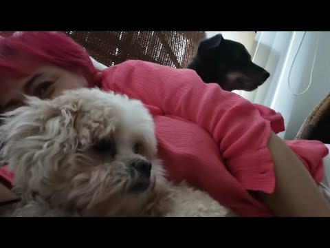 WAKING UP MY TWO KIDDIE DOGS - YouTube