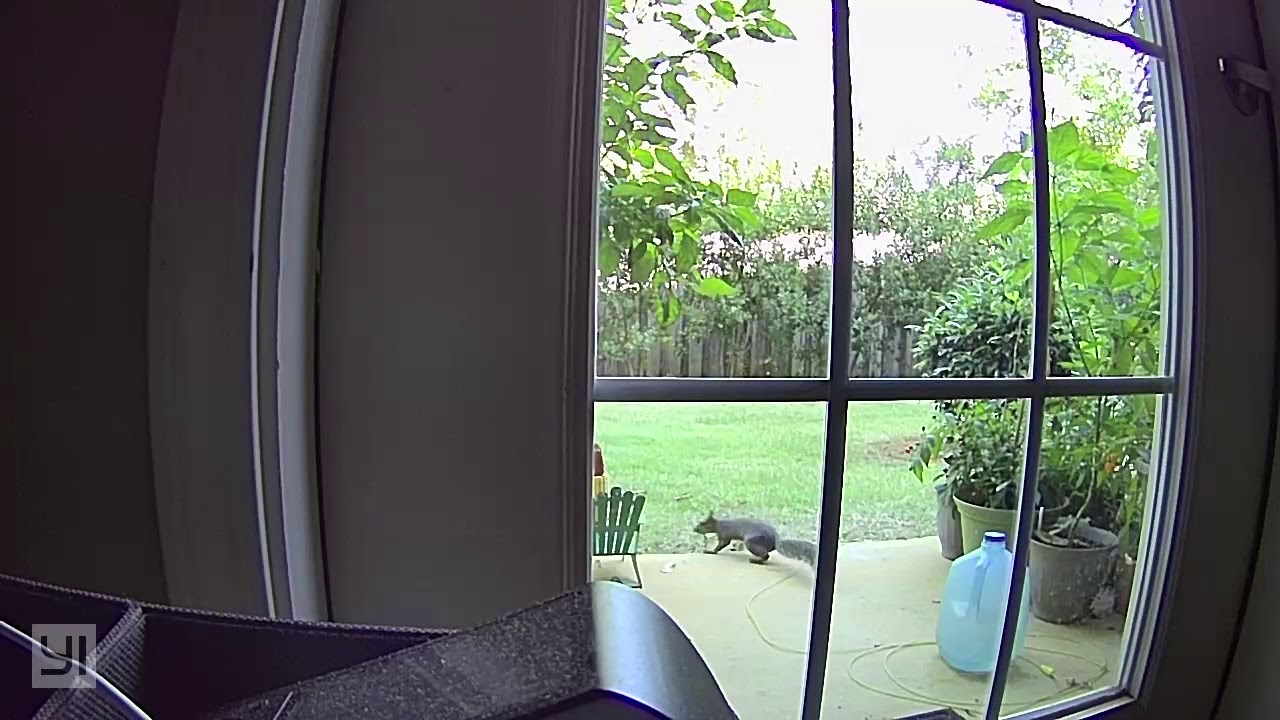 Hey look a squirrel - YouTube
