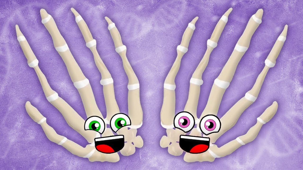 All Of The Bones In Your Hands | KLT Anatomy - YouTube