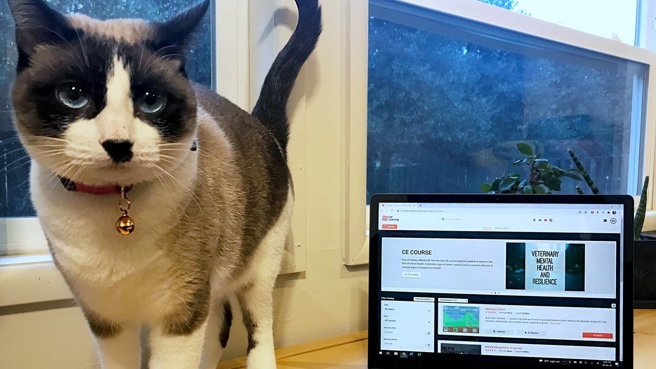 How to Use CVM eLearning - YouTube