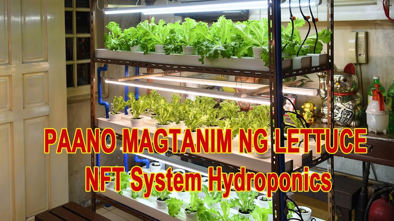 How to Make DIY Vertical Indoor Hydroponic at Home | NFT System For ...
