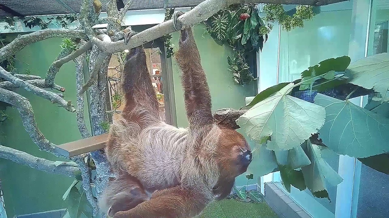 Sloth at Busch Gardens - YouTube