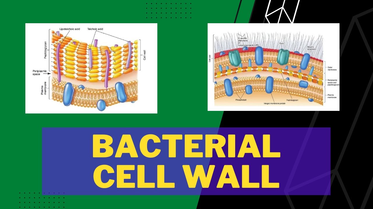 Bacterial Cell Wall | Gram Positive | Gram Negative | Peptidoglycan ...