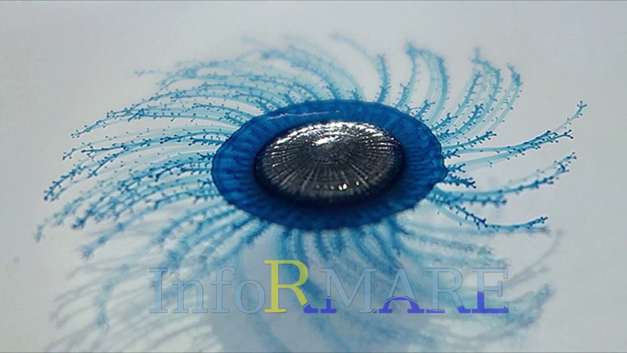 PORPITA PORPITA - YouTube