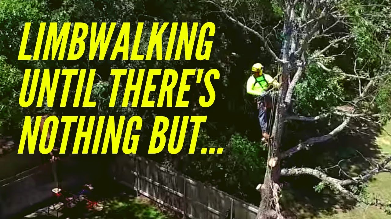 Aerial Views of Limb Walking Tree Removal - YouTube