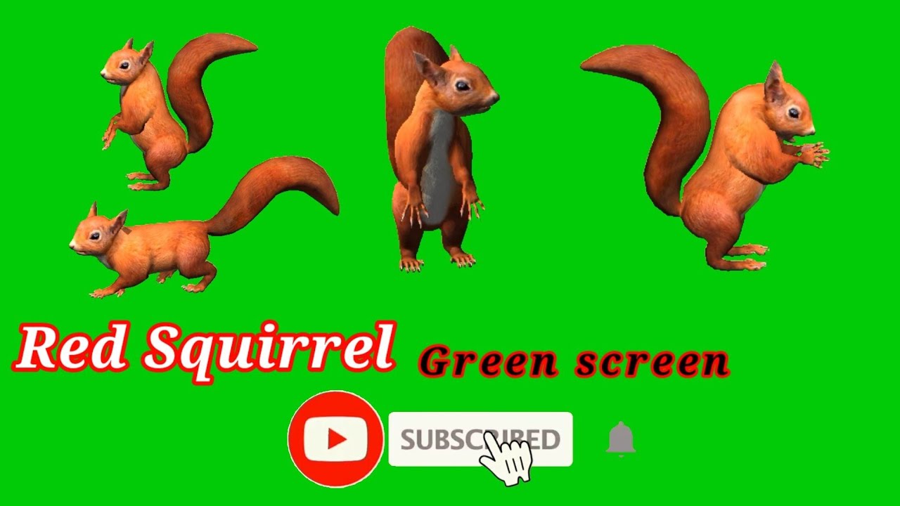 Red Squirrel green screen - YouTube