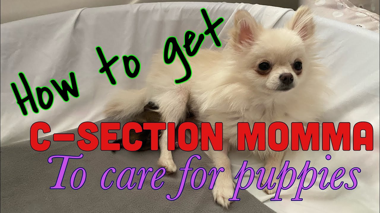 How to get C-Section Dog to Care for Her Puppies: A Gentle Approach ...