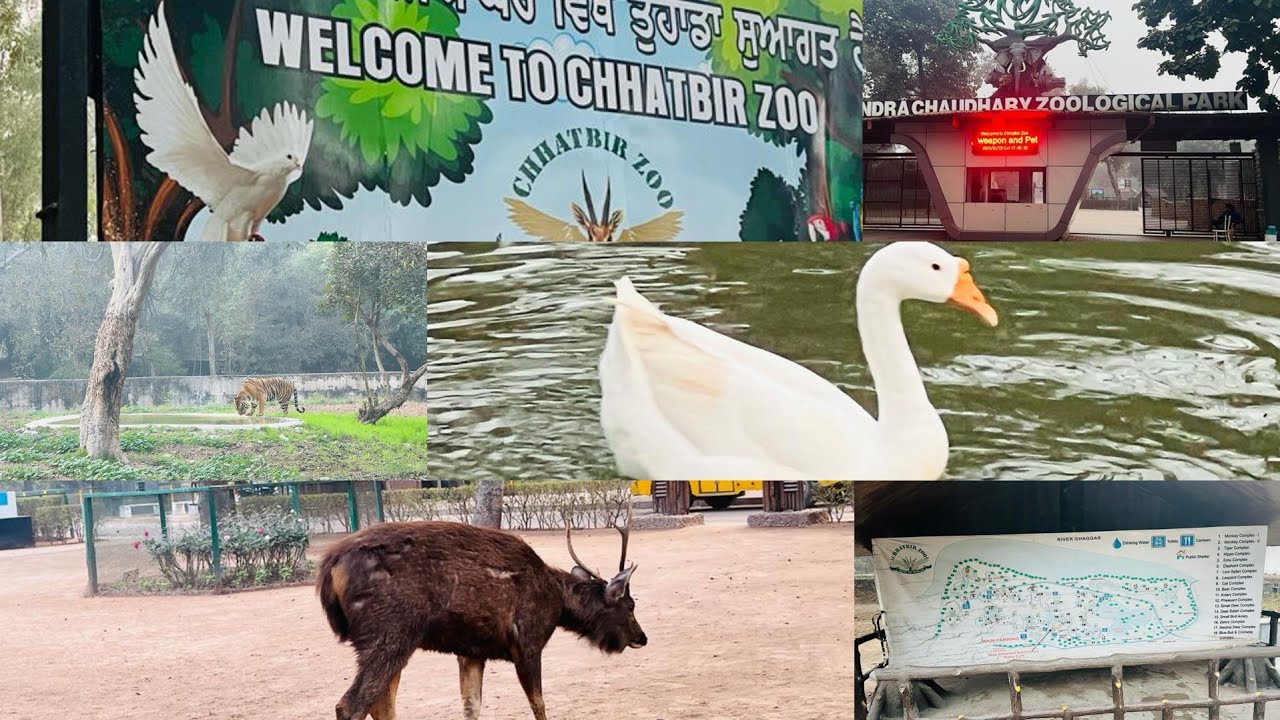 CHHATBIR Zoo in Chandigarh || famous || #zoo #chandigarh #channel - YouTube