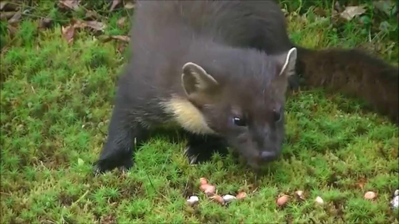 Pine Marten's of the Scottish Highlands - YouTube