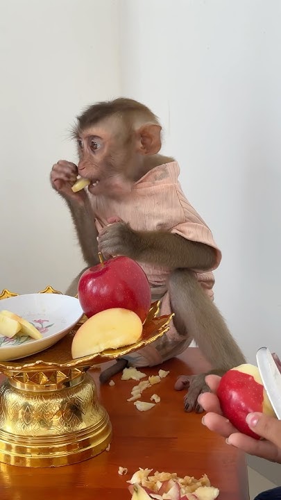 Monkey Eat Apple - YouTube