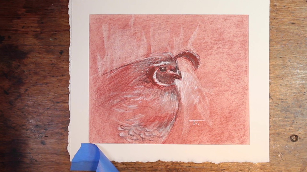 Drawing a Quail on Toned Paper - YouTube