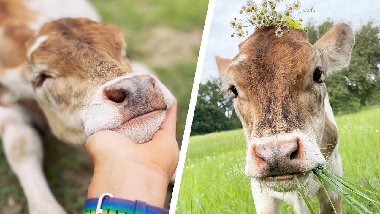 Cow Saved at Birth Ends up Rescuing His Rescuers - YouTube