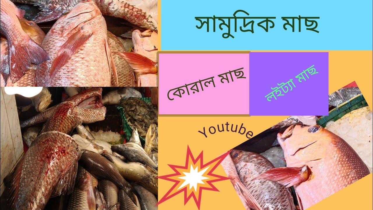 Fish of Bay of Bangol Sea Fish - YouTube