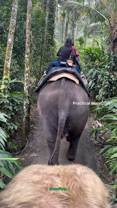 Elephant Safari in Thekkady: A Must-Do Kerala Adventure! Practical ...