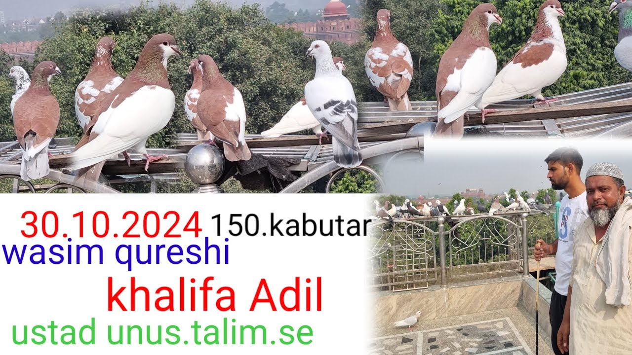 khalifa Adil ustad unus talim se 150 kabutar ka shok#viralvideo wasim ...