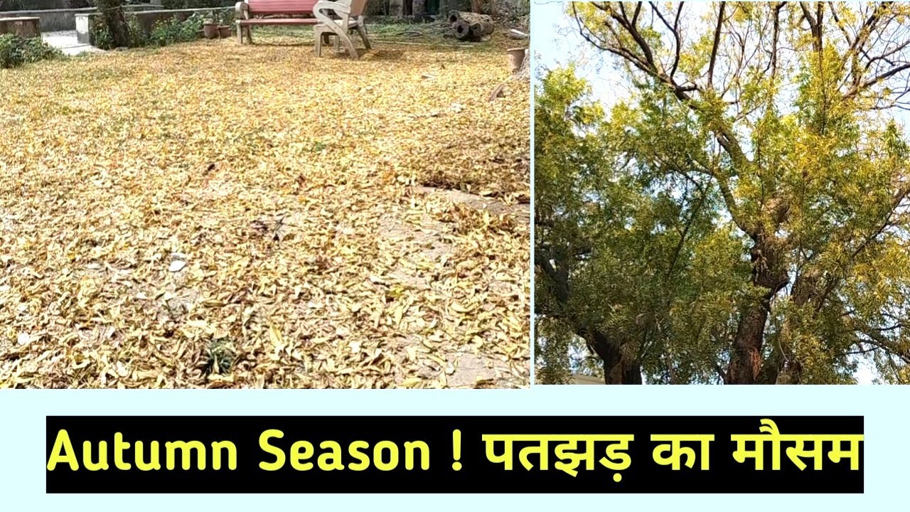 Autumn season | Patjhad ka mausam february month Autumn season | पतझड़ ...