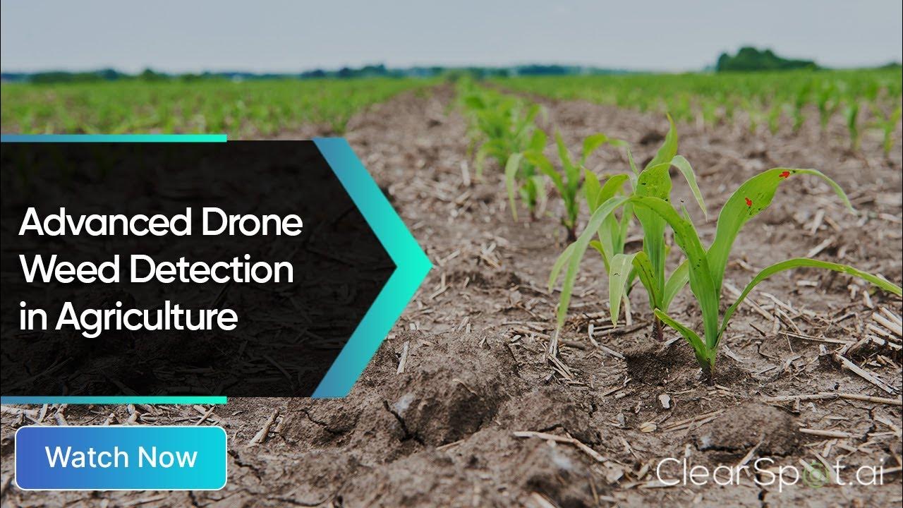 Advanced Drone Weed Detection In Agriculture Youtube