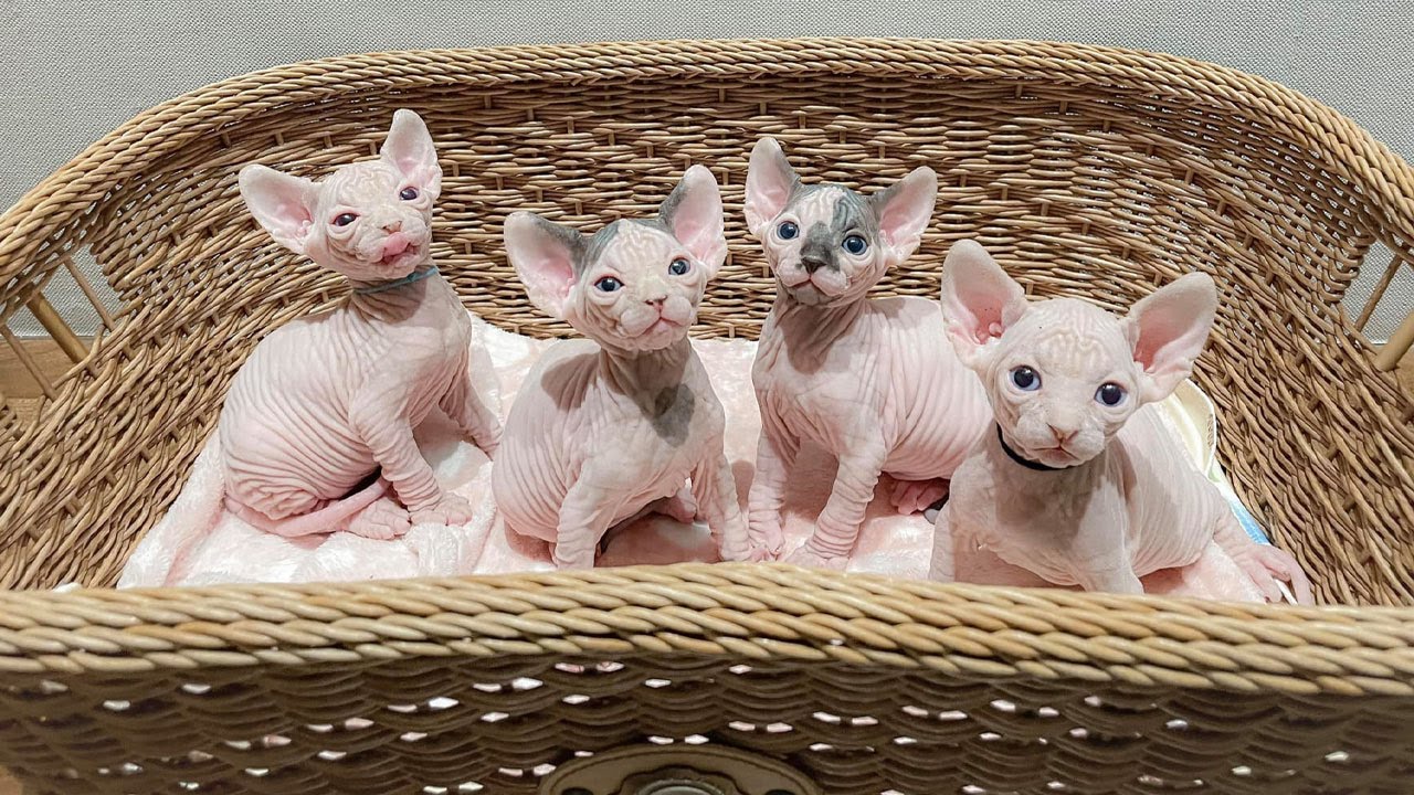 Cutest Sphynx Kittens As Pet - The Best Sphynx Cats Pets - YouTube