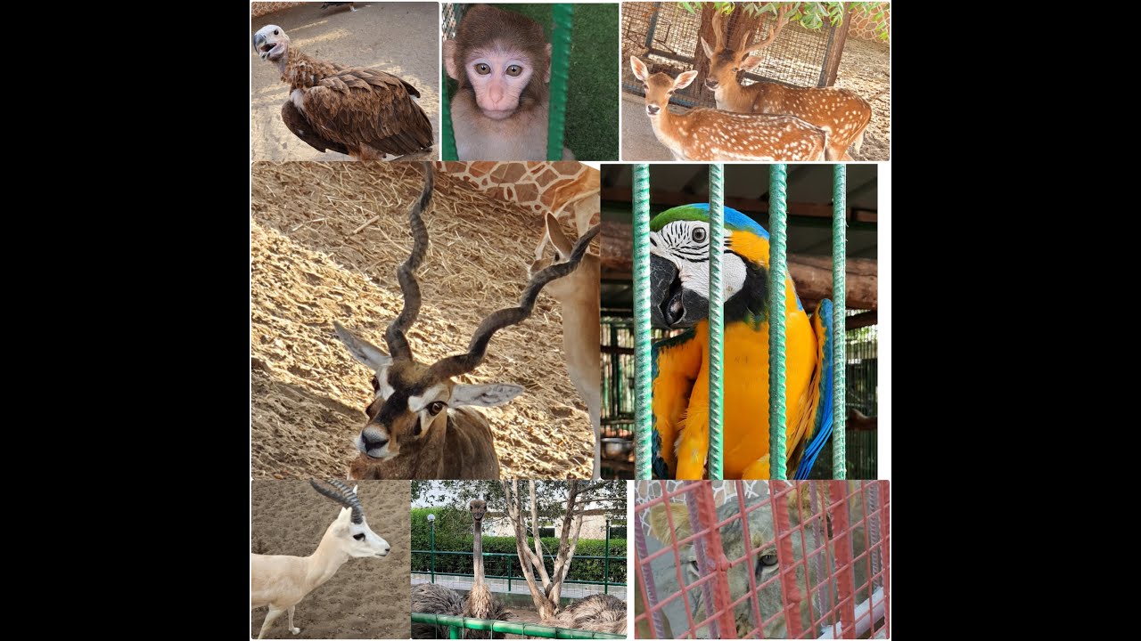 #Zoo #Omanzoo #Muscat #Al Naman Zoo - YouTube