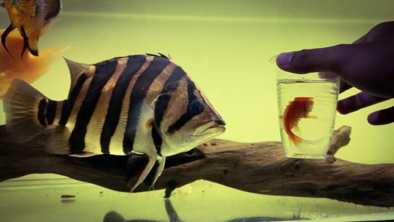 FEEDING TIGER FISH (SUMATRA DATZ) A GOLDFISH - YouTube