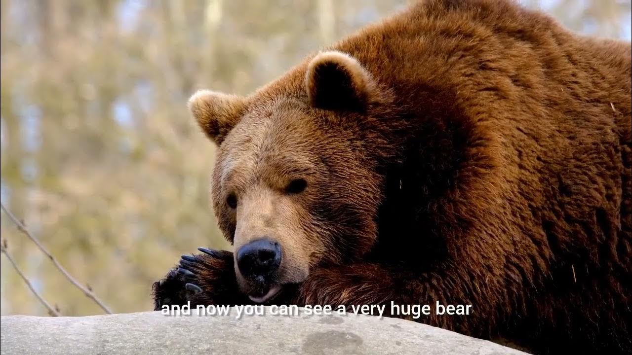 How Wild Animals Protect themselves from other Animals | A rare video ...