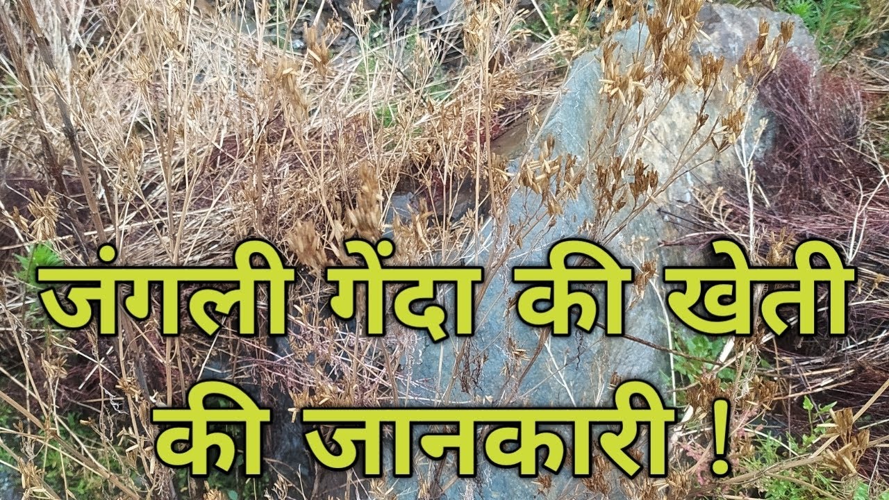 jangli genda ki kheti || जंगली गेंदा की खेती || wild marigold ...