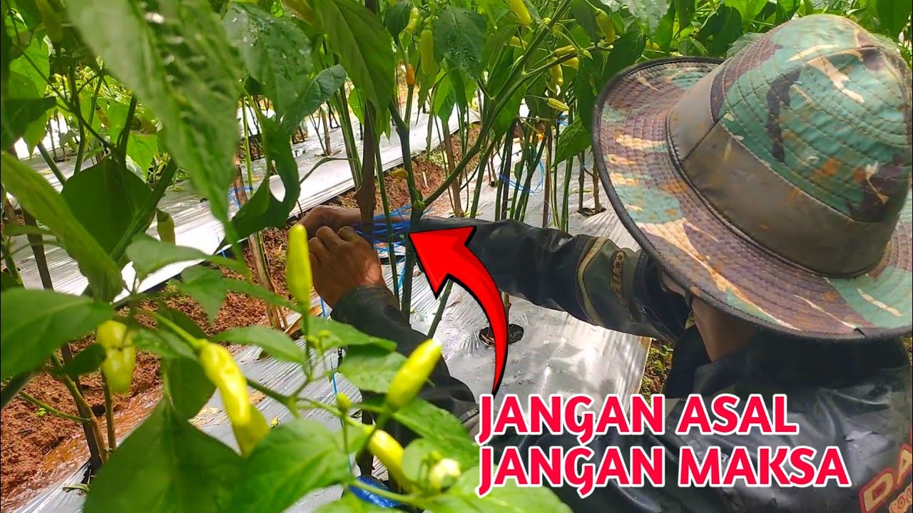 PENTINGNYA DAN MANFAAT MENGIKAT TANAMAN CABE KE TIANG AJIR - YouTube