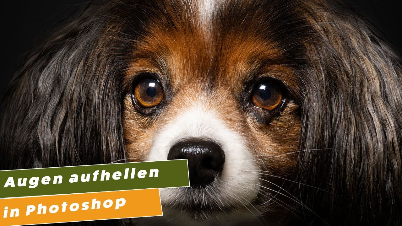Photoshop-Tutorial: So kannst du Hundeaugen aufhellen und strahlender ...
