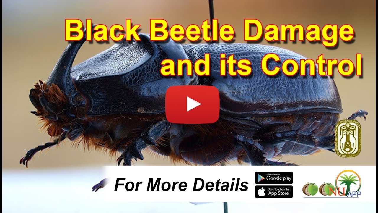 Black Beetle Damage and Its Control - YouTube