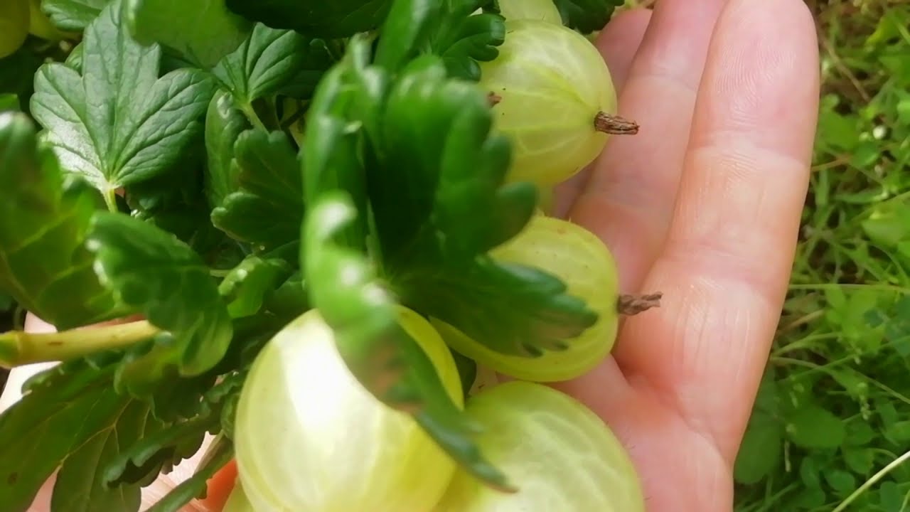 OGROZD - Uzgojni oblik "KIŠOBRAN" - Stanje 23.06.2020. - #01 - YouTube