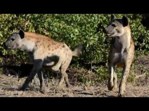 Hyena Clan Cackling - Raw Wild - YouTube