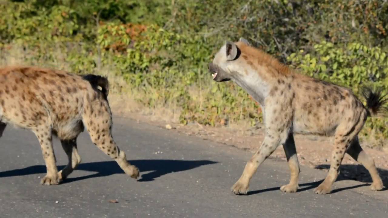 Hyena Clan Cackling - Raw Wild - YouTube
