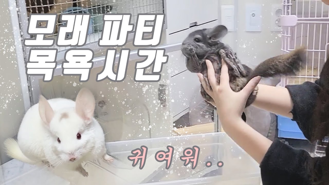 친칠라 모래파티! 신나는 목욕시간! (Chinchilla sand party! bath time!) - YouTube