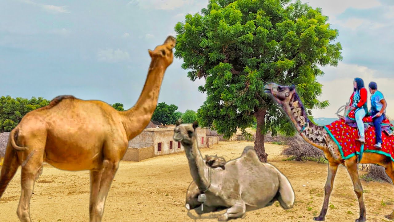 Camel Bath in Dust || Camel Travel || Camel Eating Fresh Food || Camel ...