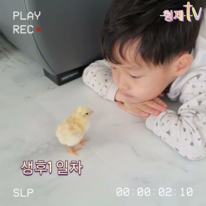 병아리키우기 생후1일차 집에서병아리키우기 건강한삐약이 Youtube