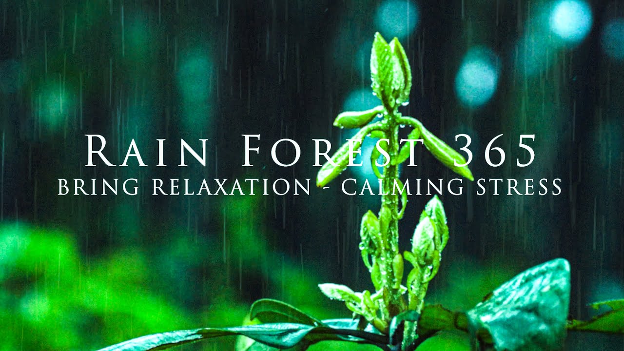 Beautiful Rainforest Raining | Relax Deep Sleep | Meditate. Study, Work ...