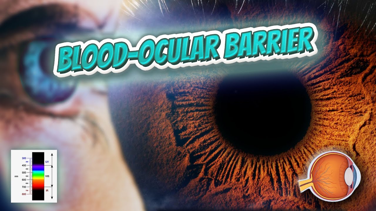 Blood–ocular barrier - Your EYEBALLS - EYNTK 👁️💉😳💊🔊💯 - YouTube