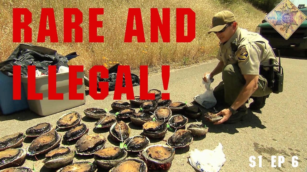 Illegal Abalone Bust After Undercover Sting | Wild Justice - YouTube